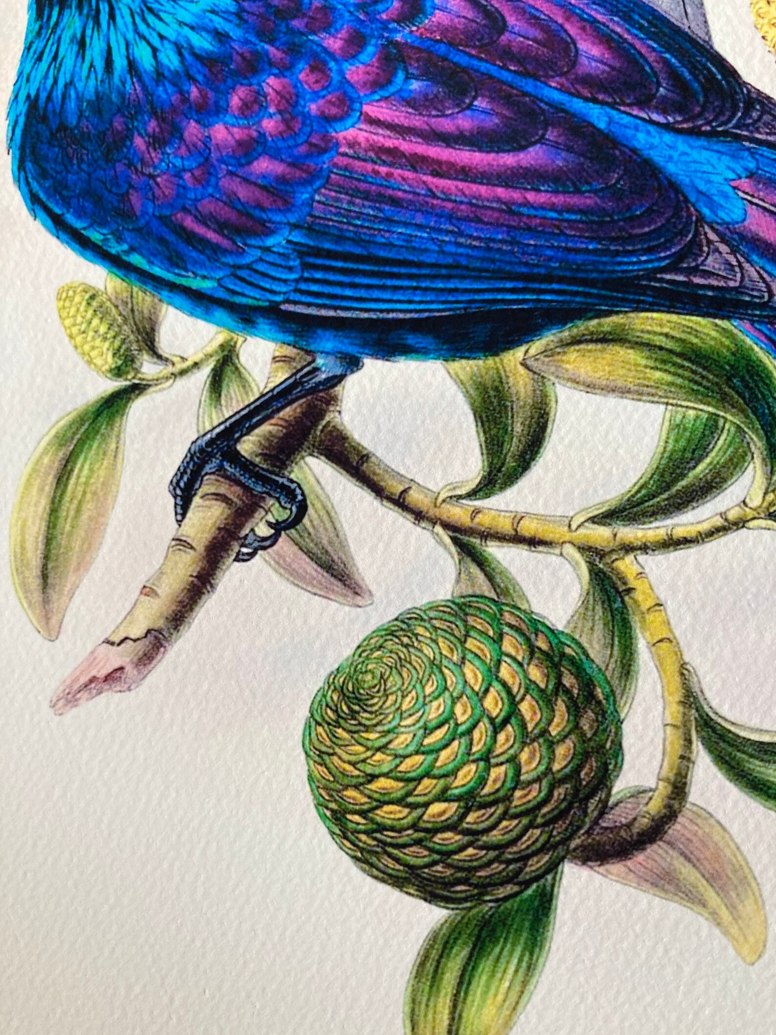 Trumpet Manucode Bird of Paradise - BP-20 - Fine Art Print of a Vintage ...