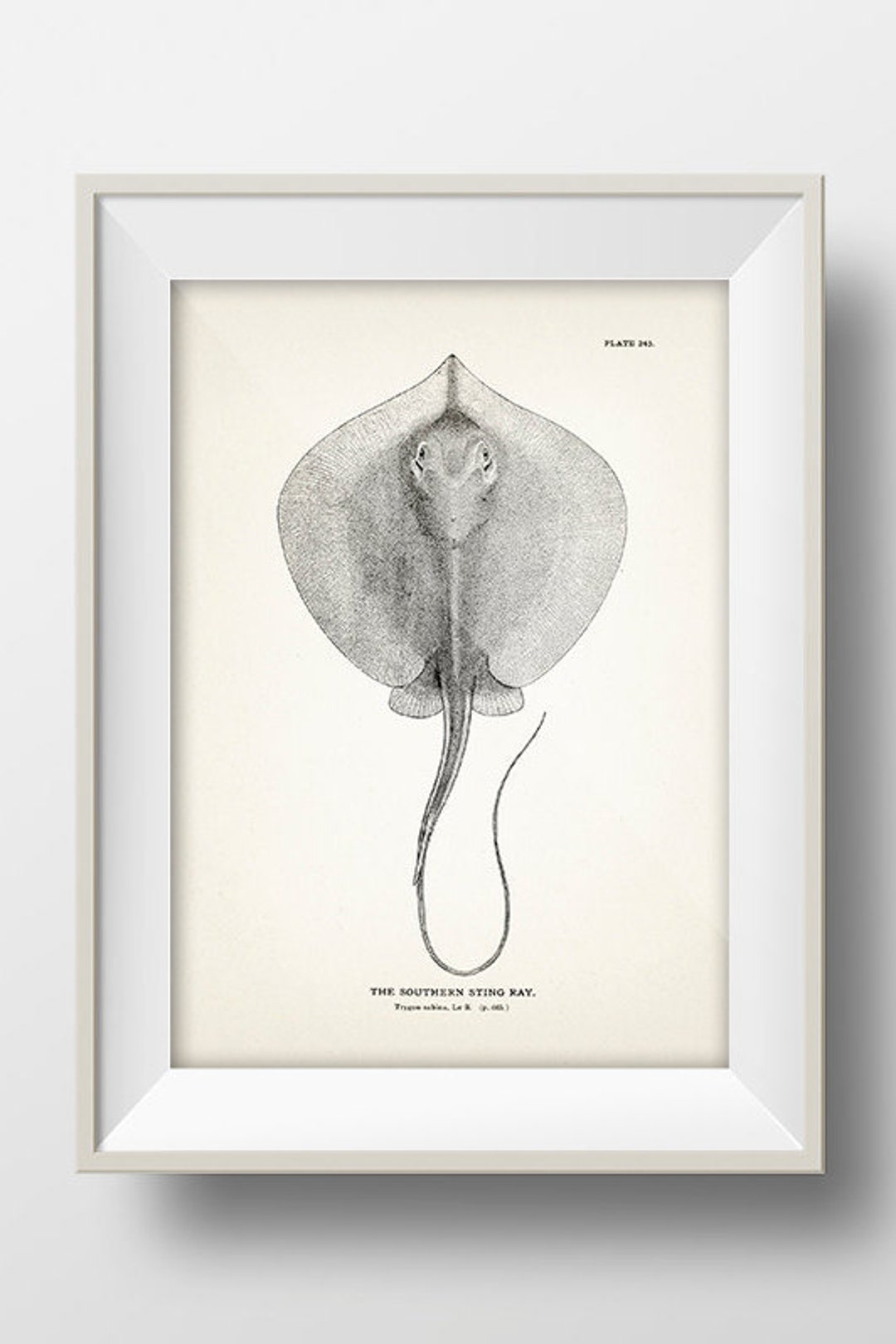 Southern Sting Ray - SC-10 - Fine Art Print of a Vintage Natural ...