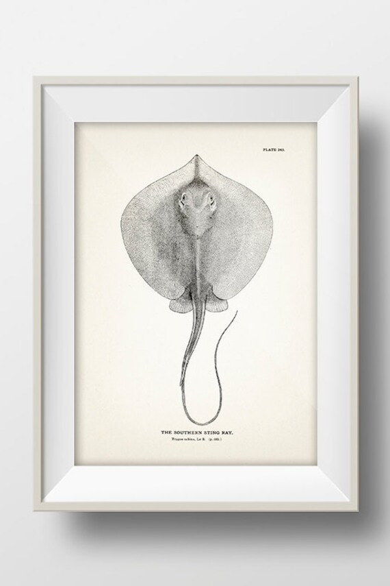 Southern Sting Ray SC-10 Fine art print of a vintage | Etsy