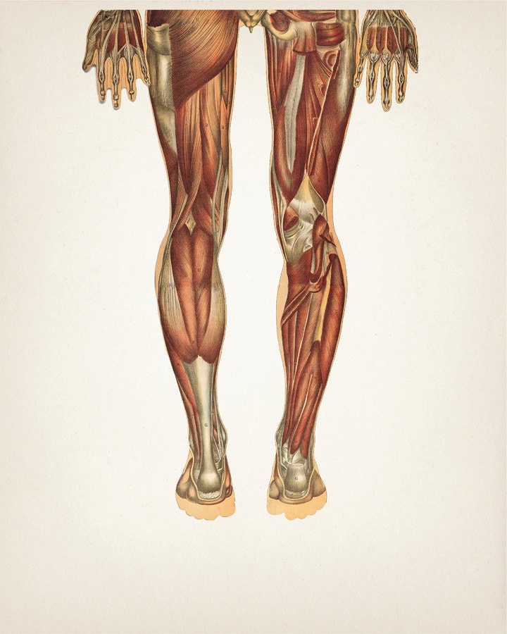 Human Anatomy MUSCLE System Wall Art Set Fine Art Prints / - Etsy