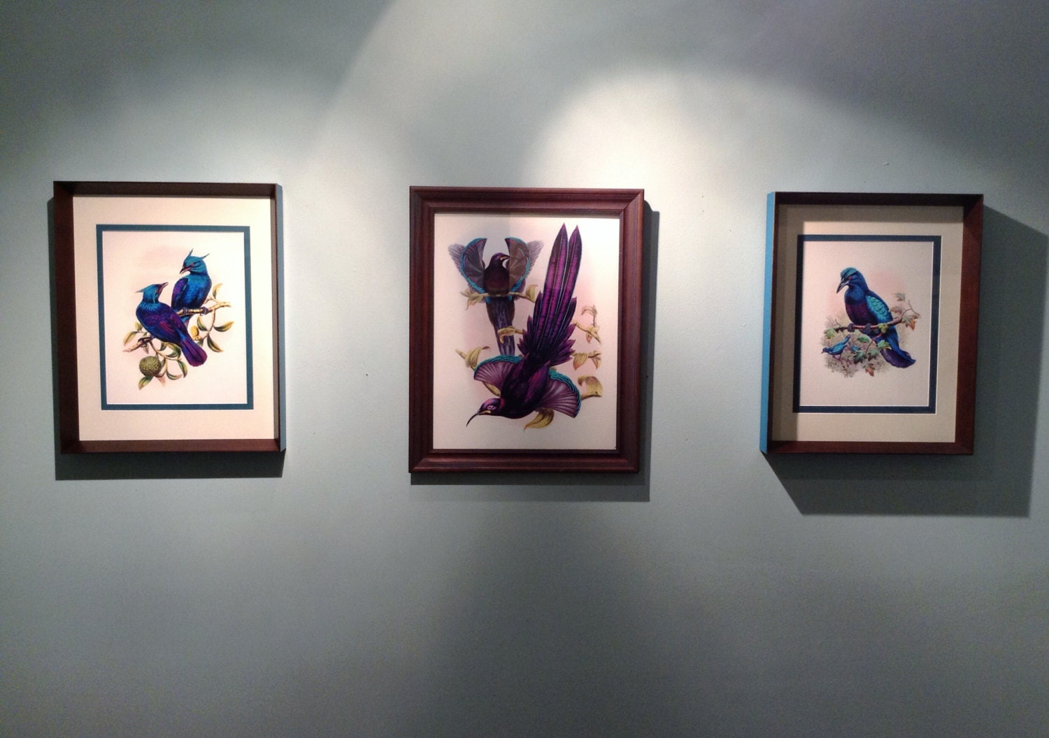 Trumpet Manucode Bird of Paradise - BP-20 - Fine Art Print of a Vintage ...