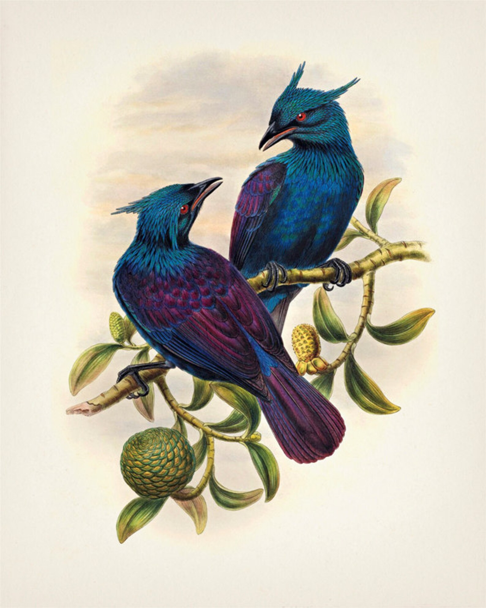 Trumpet Manucode Bird of Paradise - BP-20 - Fine Art Print of a Vintage ...