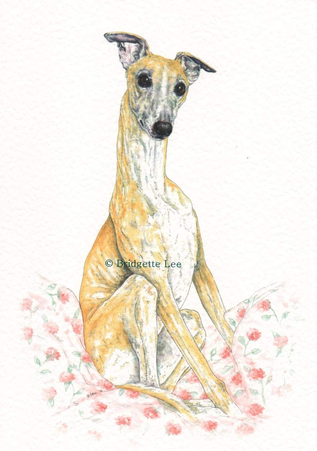 Sitting Pretty.....a4 Whippet Greyhound ... Watercolor and Ink Painting ...
