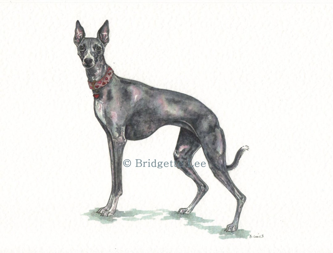 Silver Lady.....a4 Whippet Greyhound ... Watercolor and Ink Painting ...