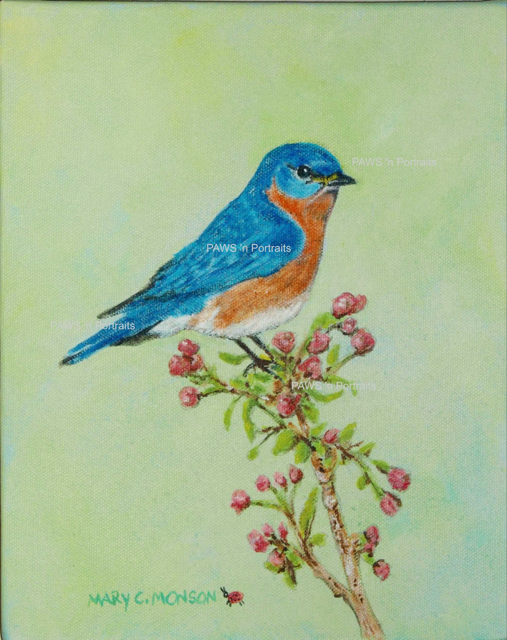 Eastern Bluebird Portrait - Original - Hand Painted - Signed - FREE ...