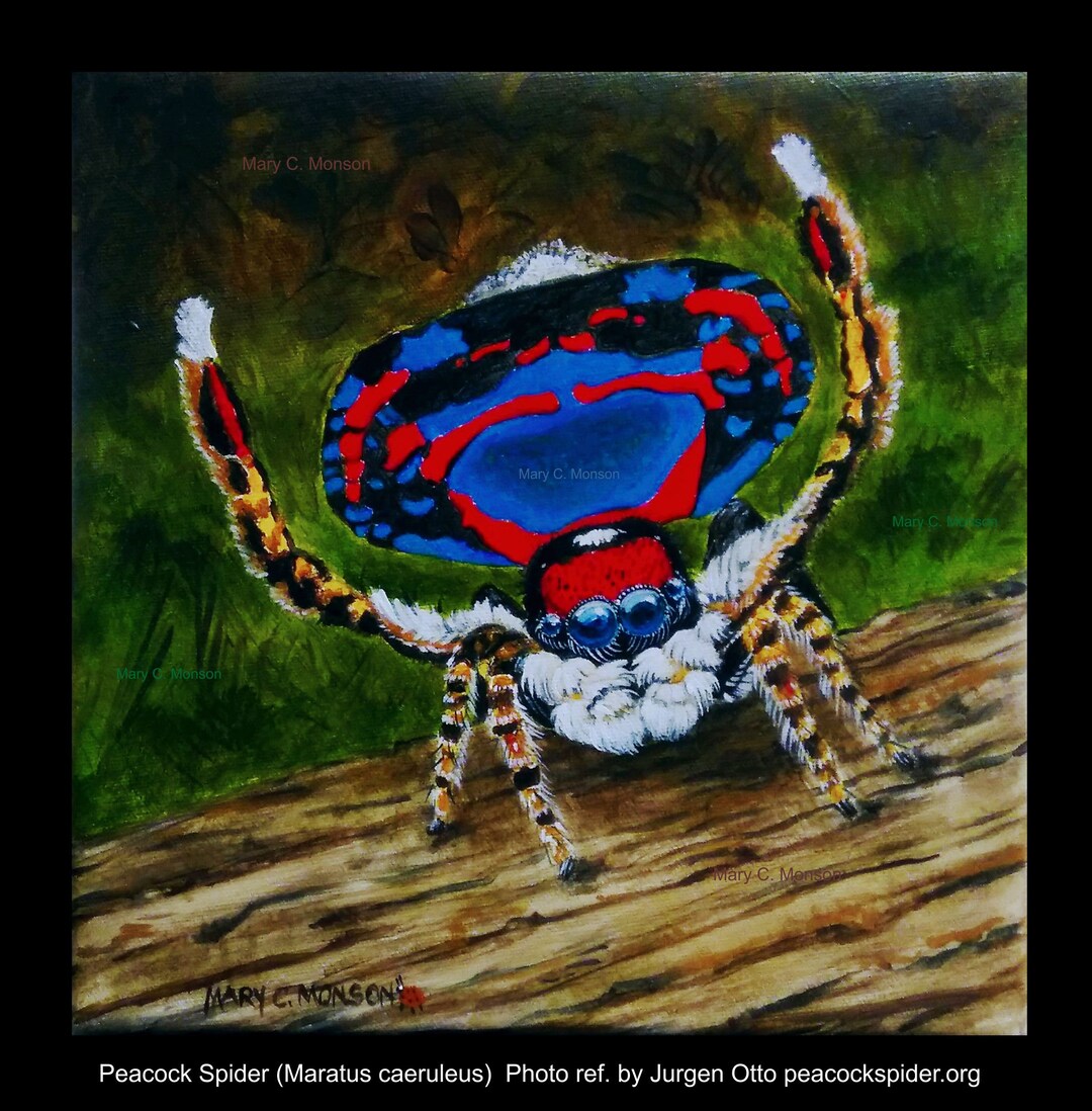 Peacock Spider Portrait 10x10 Inch Stretched Canvas - FREE Shipping USA ...