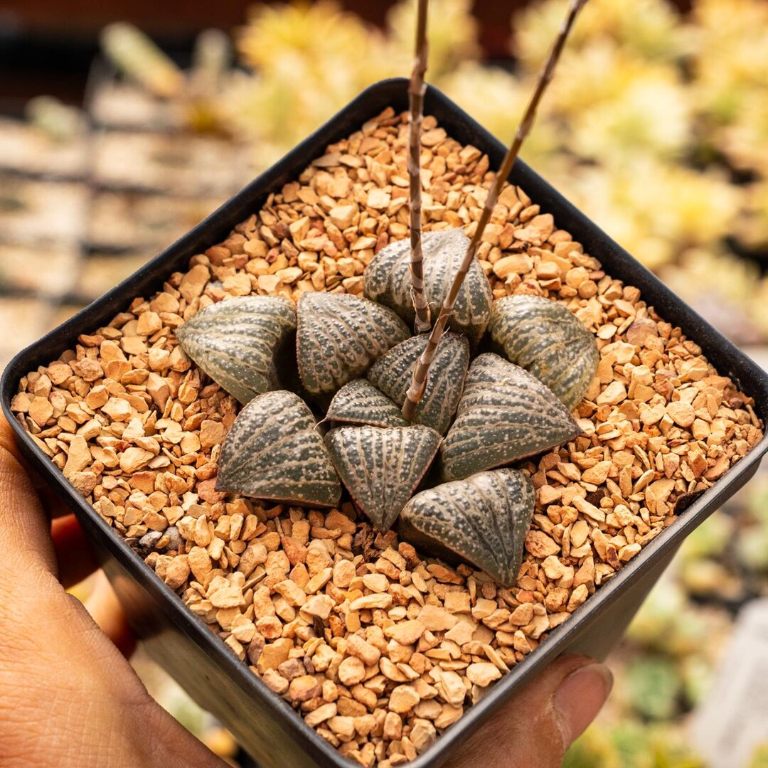 Haworthia Splendens | Rare Succulent | Fully Rooted - Etsy