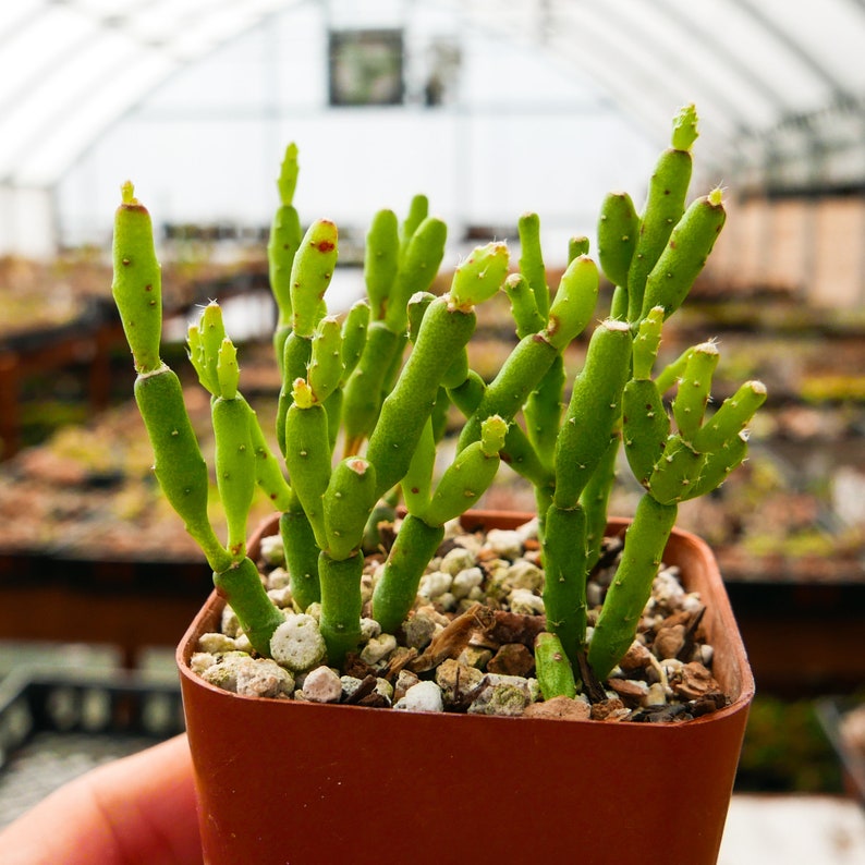 Rhipsalis Salicornioides Dancing Bones Cactus Succulent - Etsy