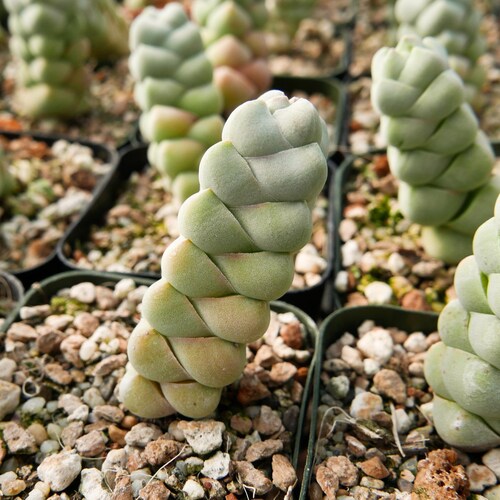 RARE Crassula Tabularis Pagoda Village Succulent Plant | Etsy