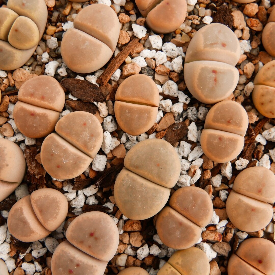 Lithops Dinteri C206 - 4 Heads | Rare Succulent | Fully Rooted - Etsy