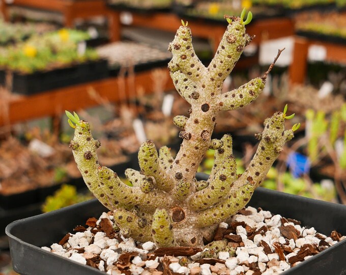 Tylecodon Buchholzianus | Rare Succulent | Fully Rooted - Etsy