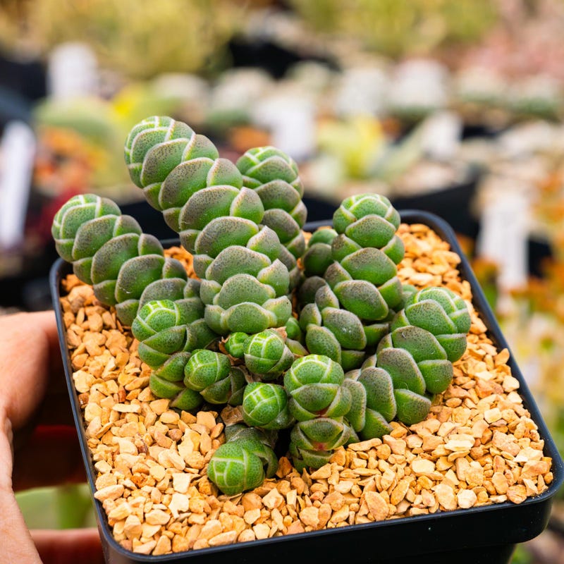 Crassula - Etsy