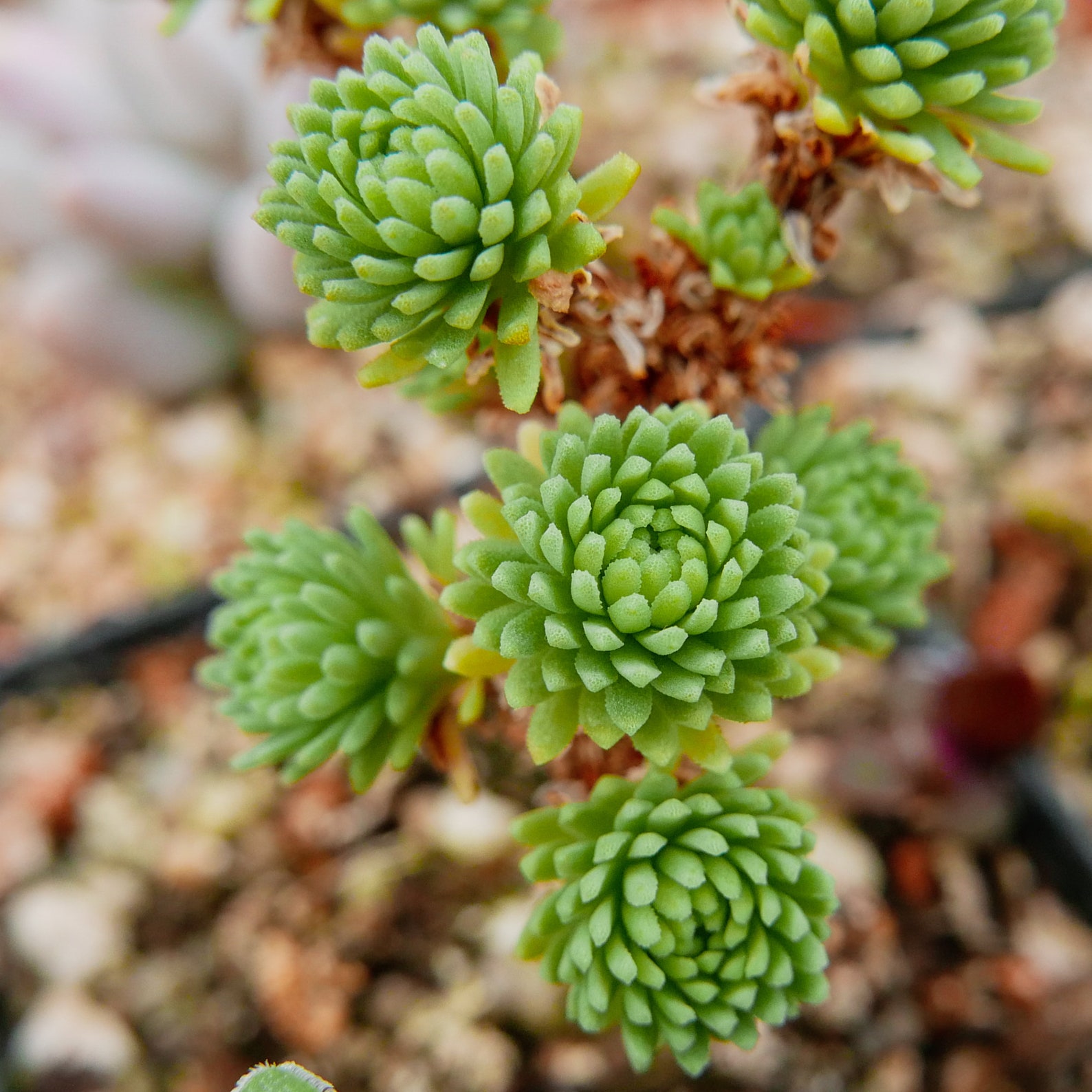 Sedum Multiceps - Mini Joshua Tree | Rare Succulent - Etsy