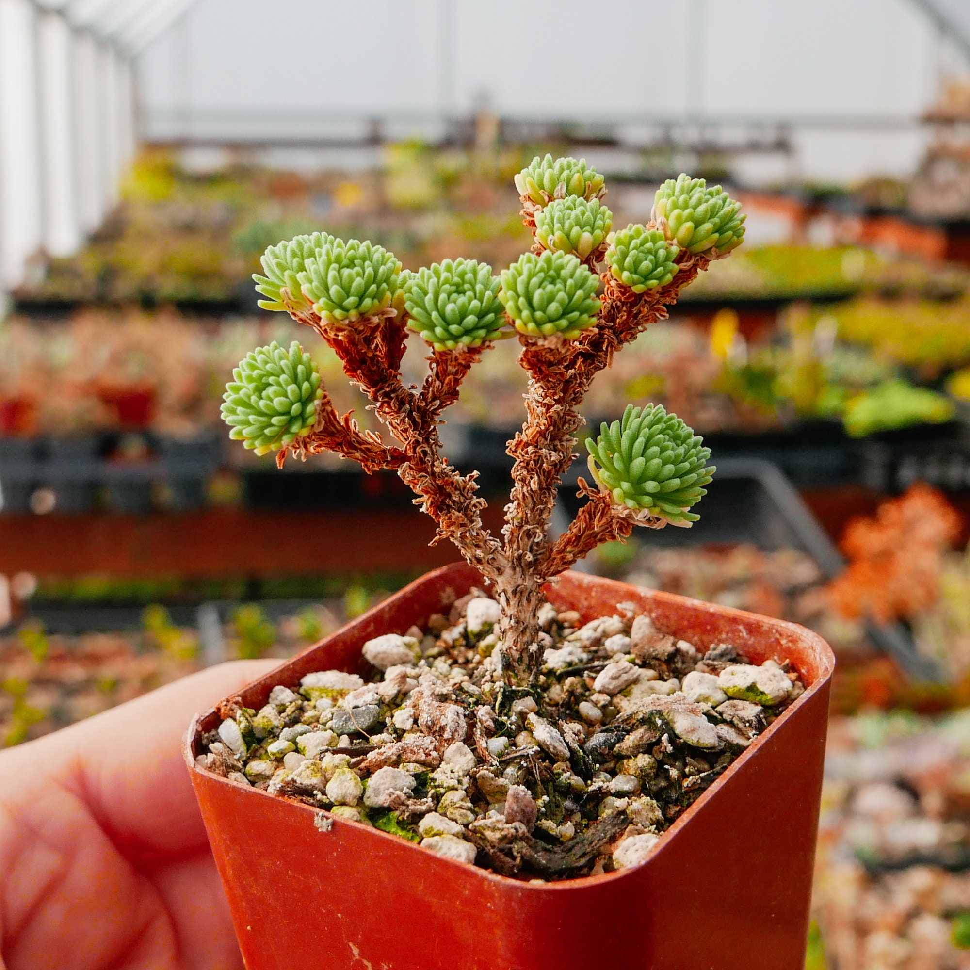 Sedum Multiceps - Mini Joshua Tree | Rare Succulent - Etsy