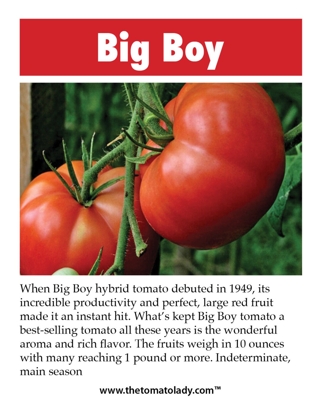 Tomato Plant Tag Big Boy Tomato Garden ID Tag Picture - Etsy