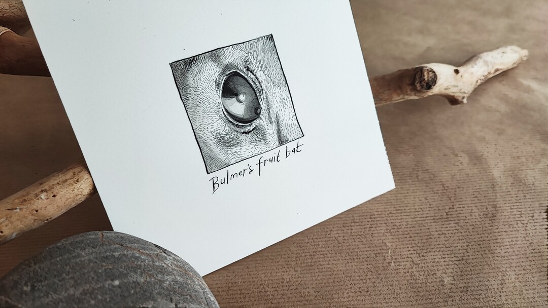 Bulmer's Fruit Bat Original Drawing - Endangered Species - Etsy