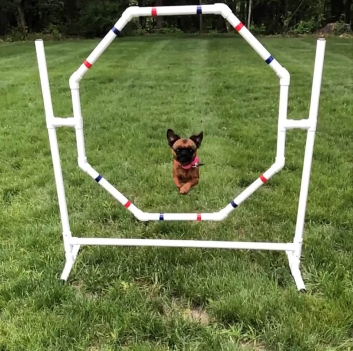 Dog Agility Equipment