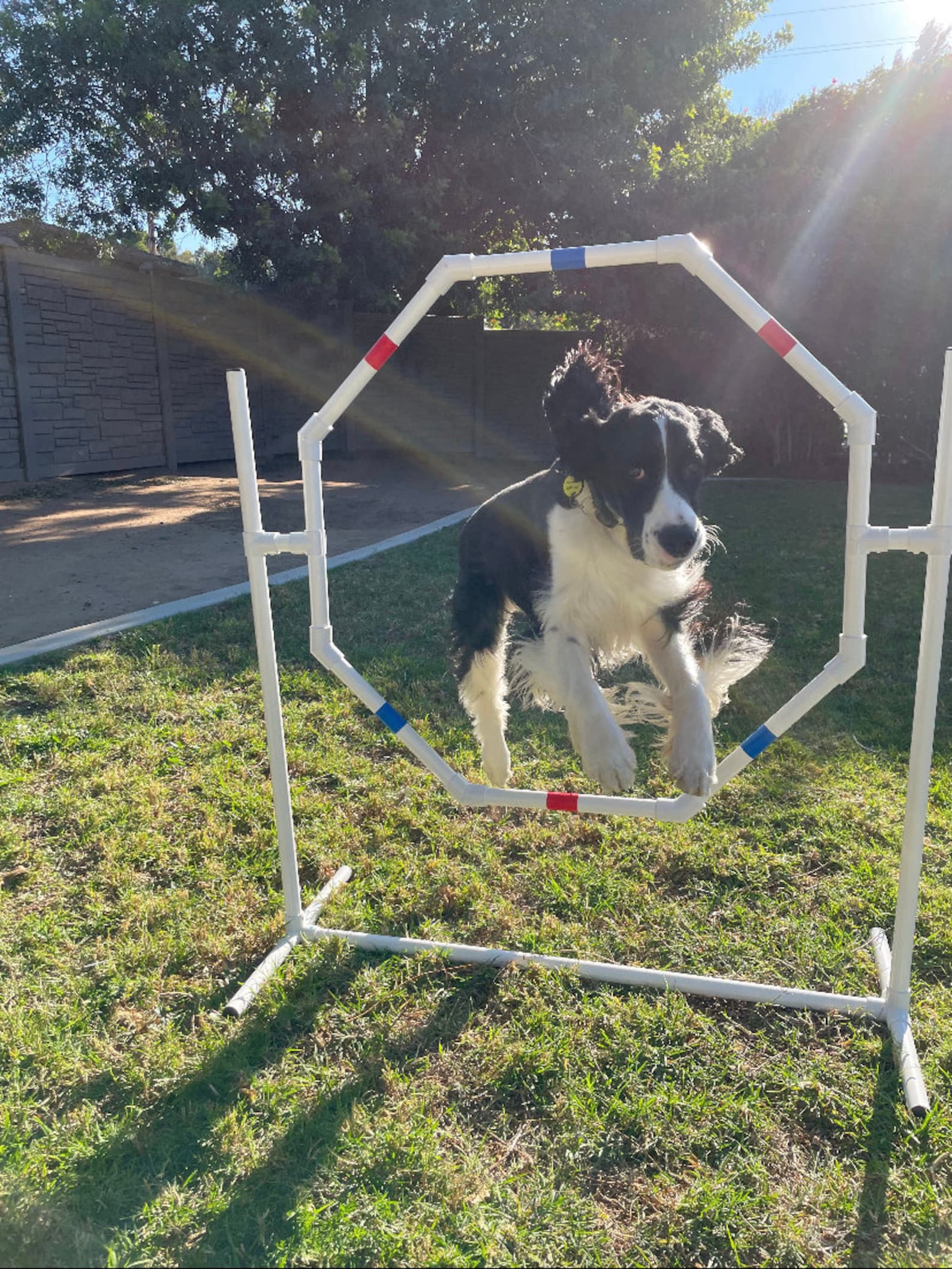 Dog Agility Equipment Premium Hoop Jump/octagon Tire Jump | UV ...
