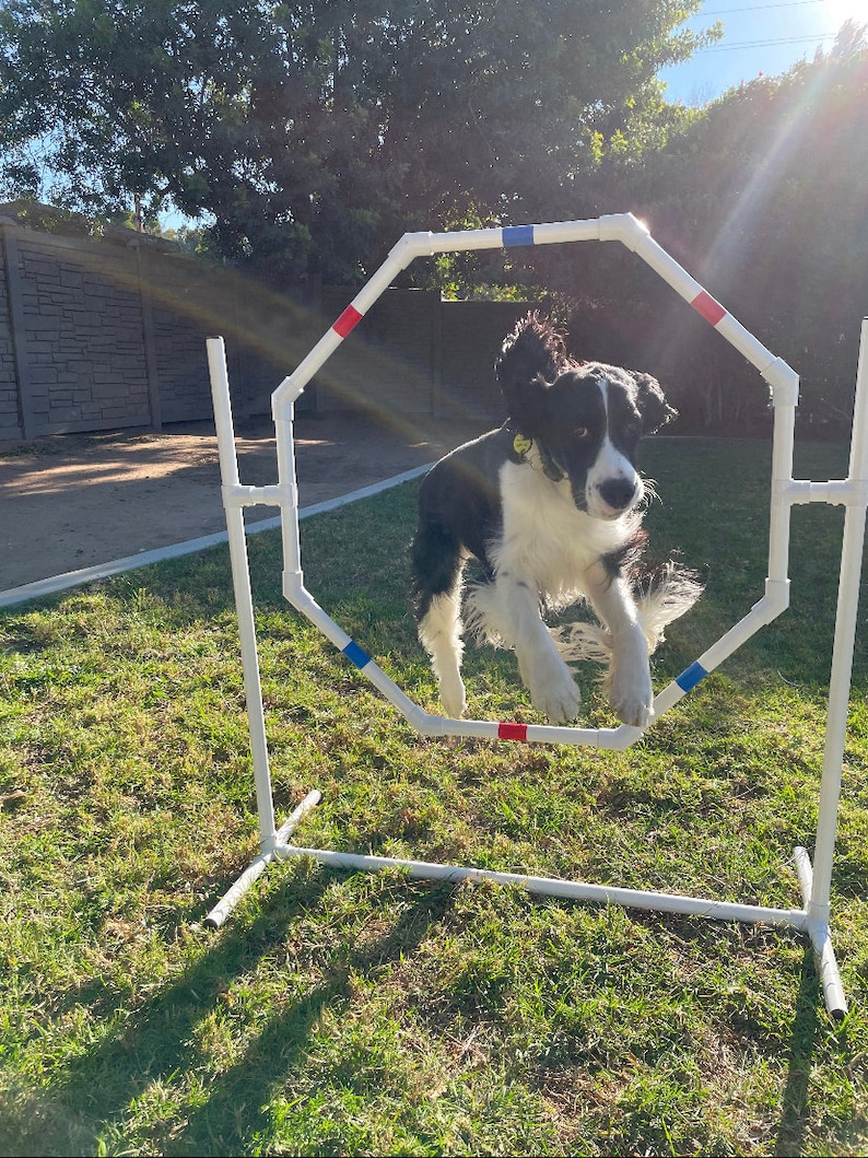 Dog Agility Equipment Premium Hoop Jump/octagon Tire Jump UV - Etsy