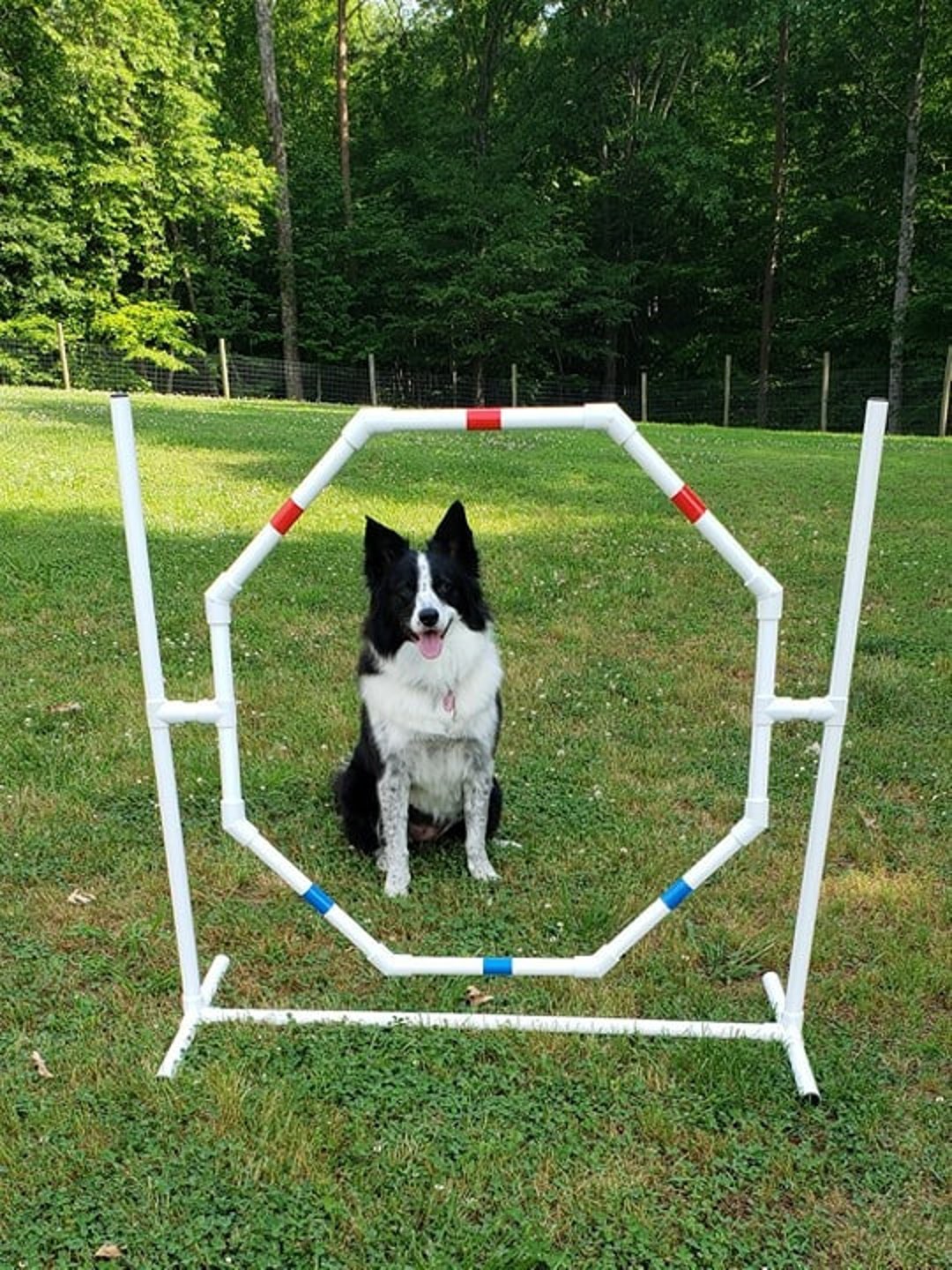 Dog Agility Equipment Premium Hoop Jump/octagon Tire Jump | UV ...