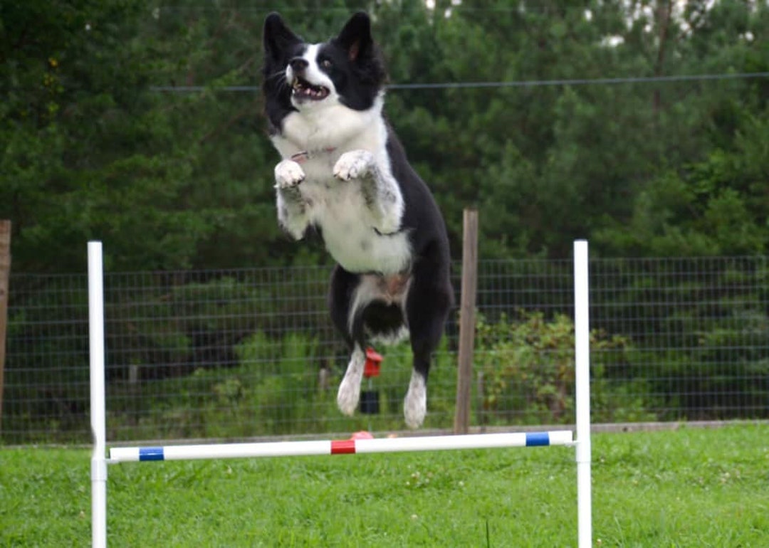 Dog Agility Equipment | 2 Premium Single Bar Jumps | Furniture Grade ...