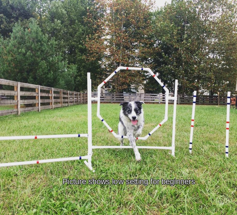 Dog Agility Equipment Complete Starter Set 3 Obstacles uv | Etsy