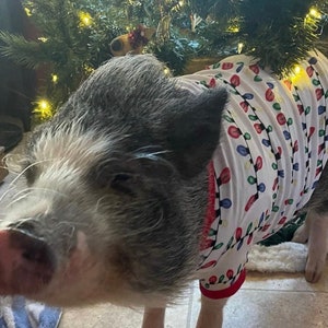 Pet Pig Clothing/ Mini Pig Clothes/ Pig Sweater/ Pot Belly Pig Clothes ...
