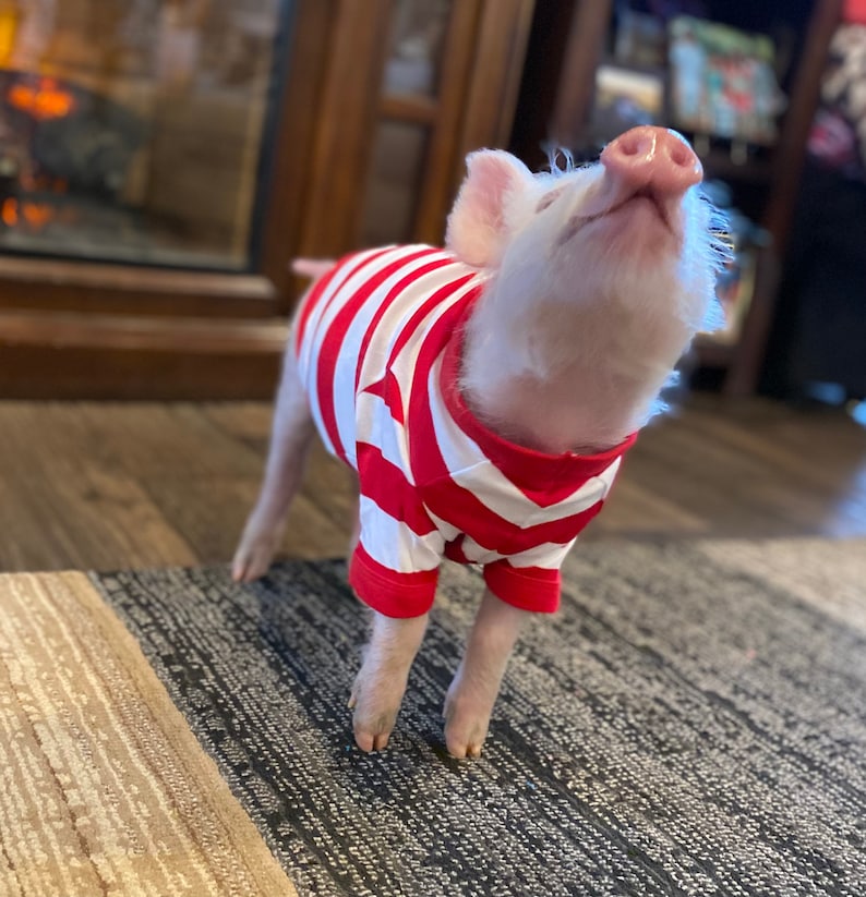 Mini Pig Pajamas/ Pot Belly Pig Clothes/ Pet Pajamas/ Pet Shirt With ...