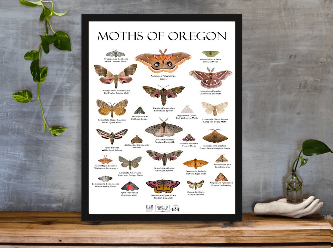 HD Moths of Oregon Poster Digital Download - Informative Witchcraft ...