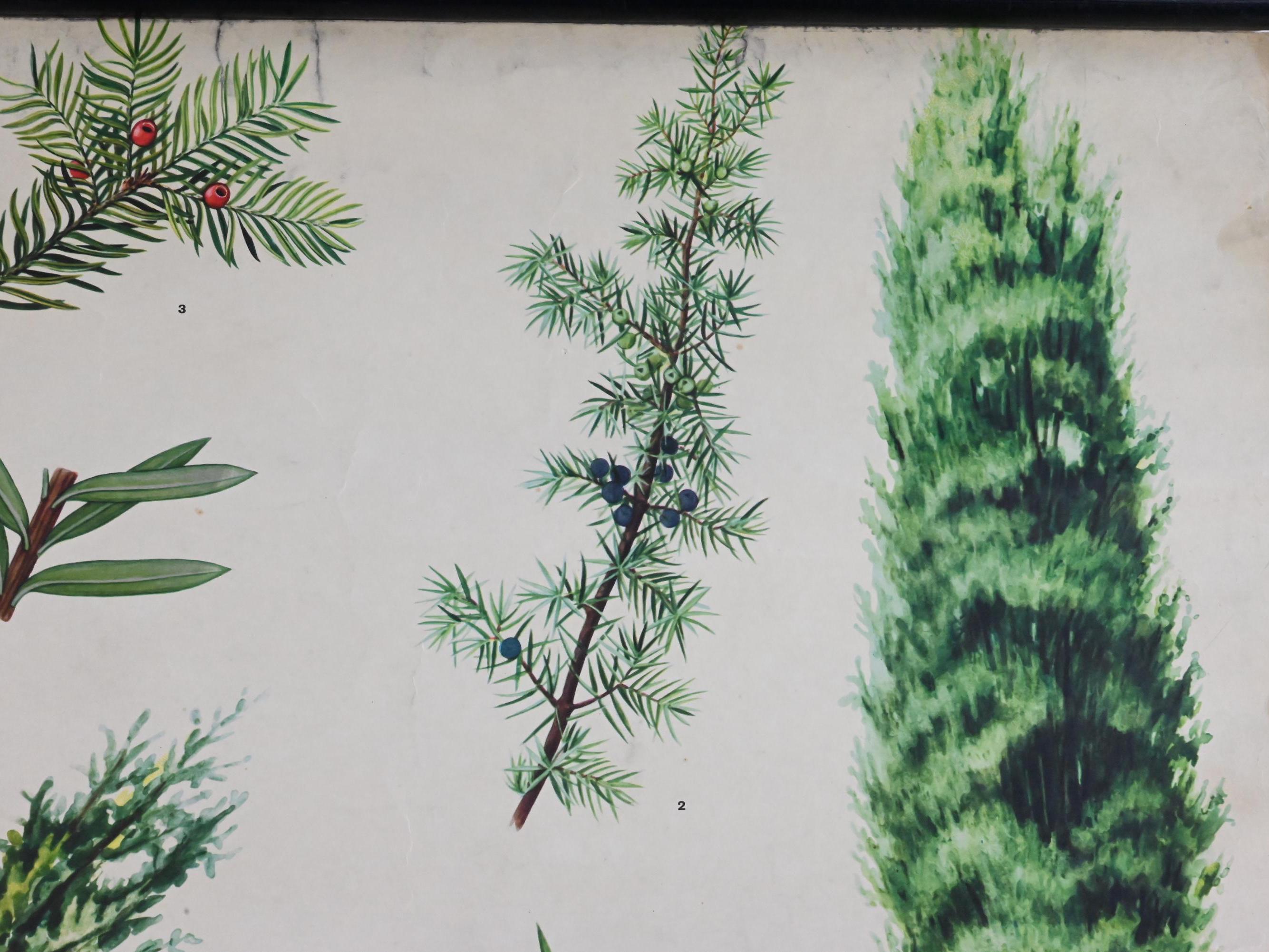 Botanical Wall Chart, Vintage Botany Chart, Yew Tree & Common Juniper ...