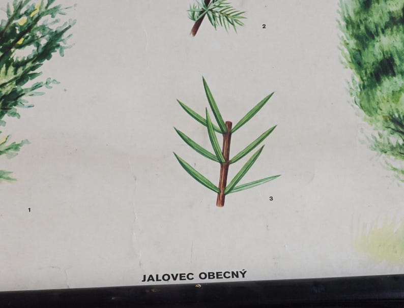 Botanical Wall Chart, Vintage Botany Chart, Yew Tree & Common Juniper ...