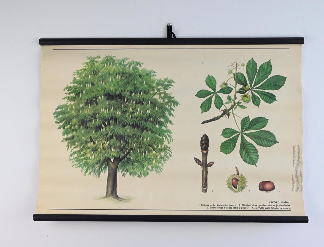 Botanical School Pull Down Chart, Horse Chestnut Tree, Botany Wall Art ...