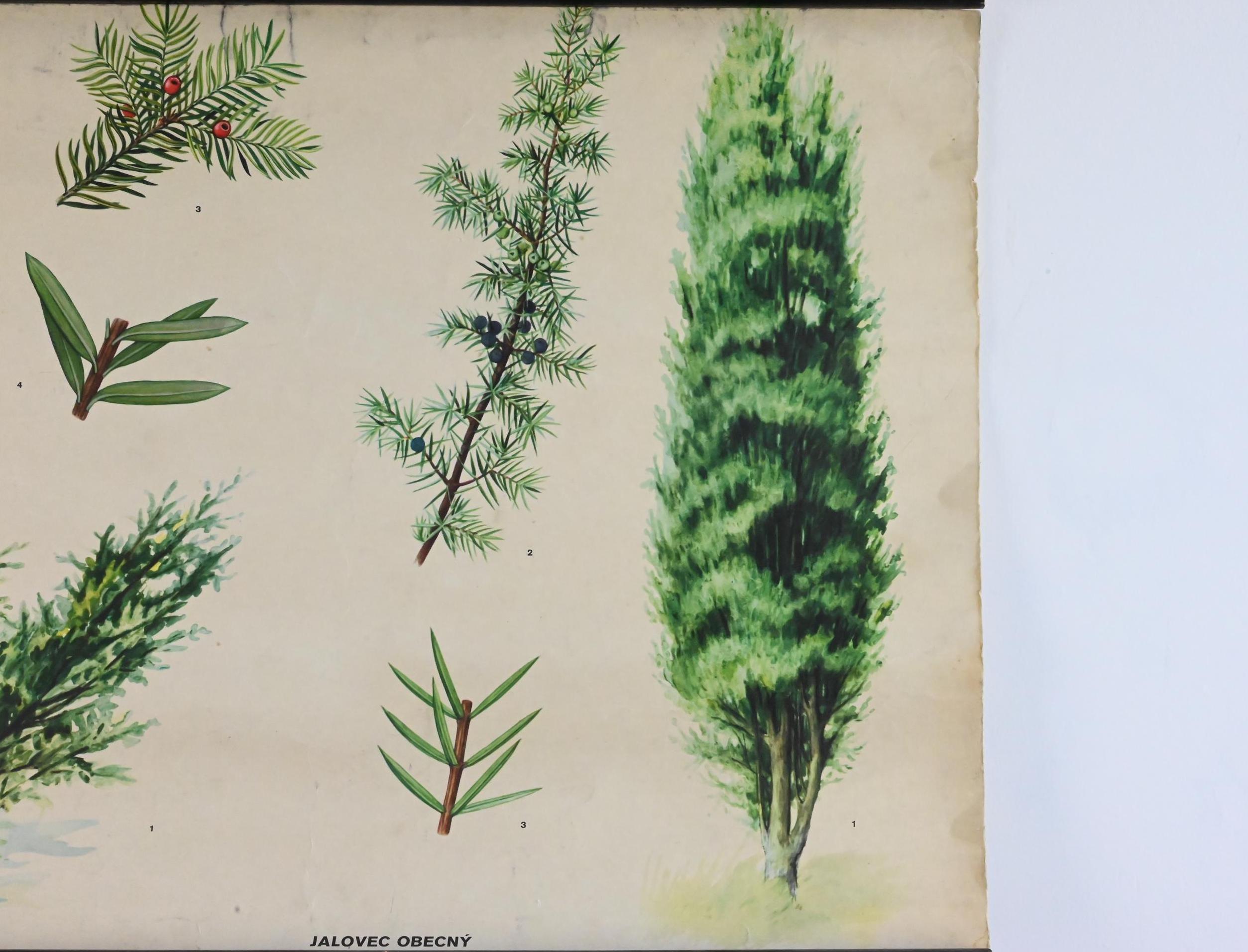 Botanical Wall Chart, Vintage Botany Chart, Yew Tree & Common Juniper ...