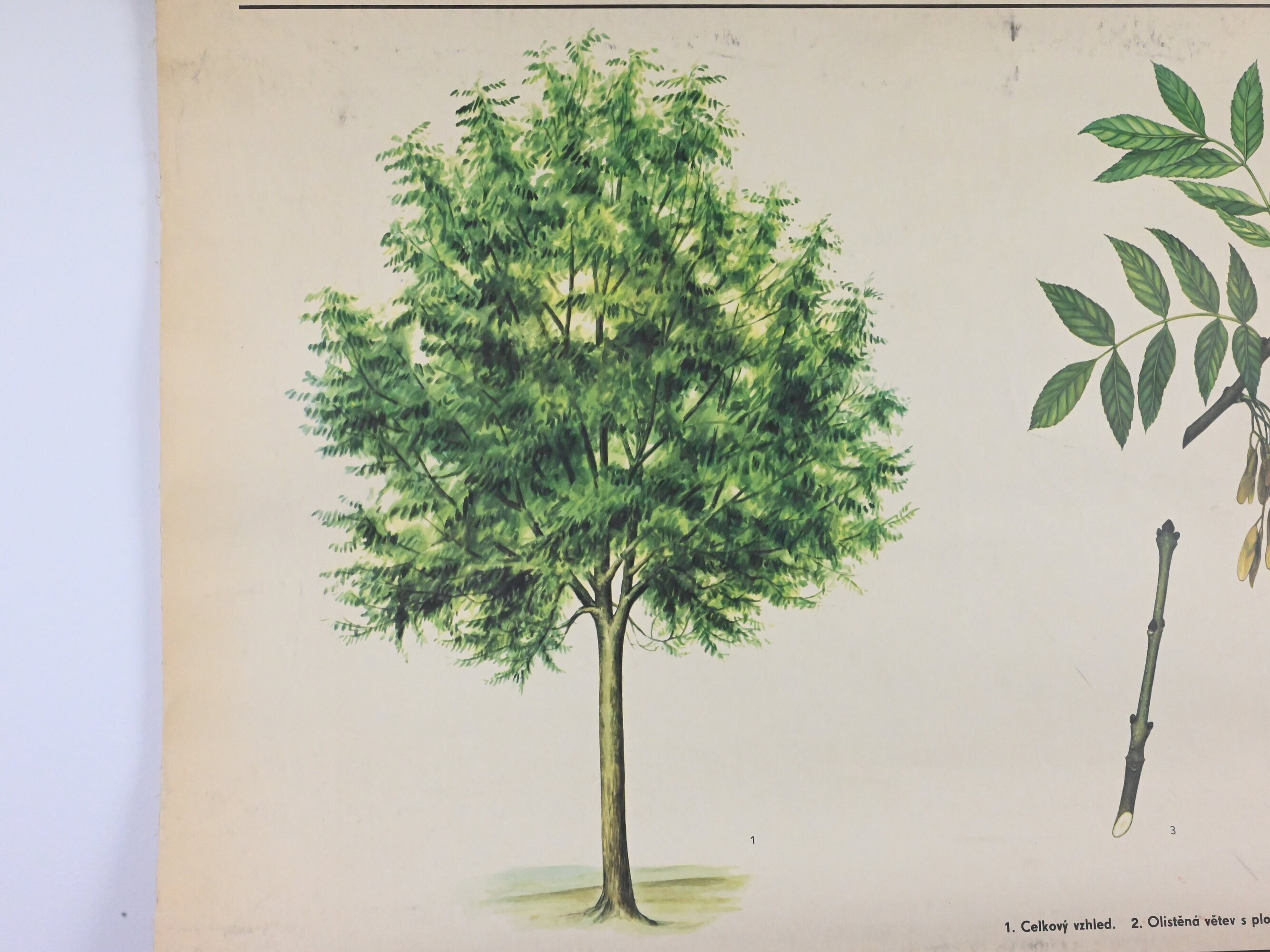Botanical School Poster, School Pull Down Chart, Pull Down Chart ...