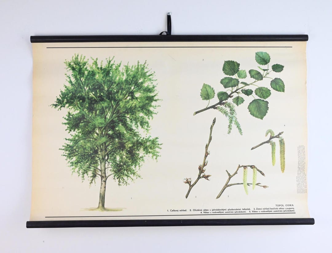 Vintage Botanical School Chart, Poplar Aspen Tree, Pull Down Chart ...