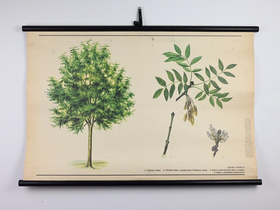 Botanical School Poster, School Pull Down Chart, Pull Down Chart ...