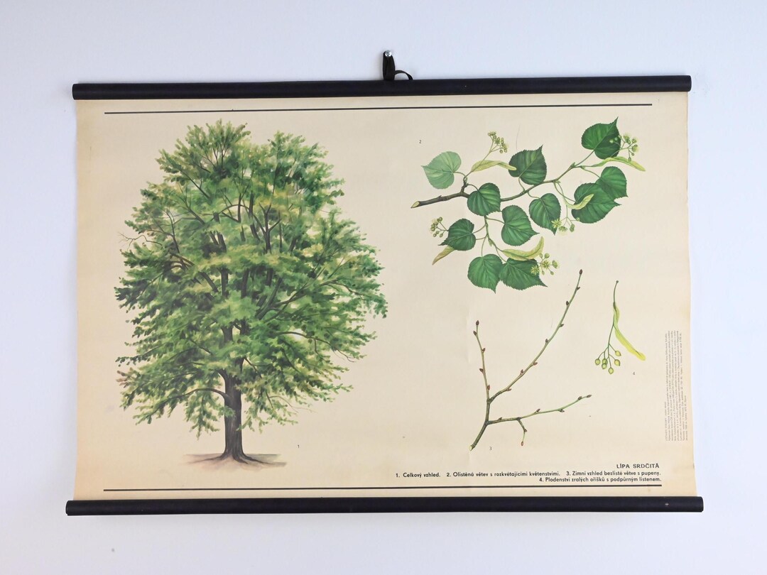 Vintage Czech Educational Chart, Linden Heart Tree, Botanical School ...