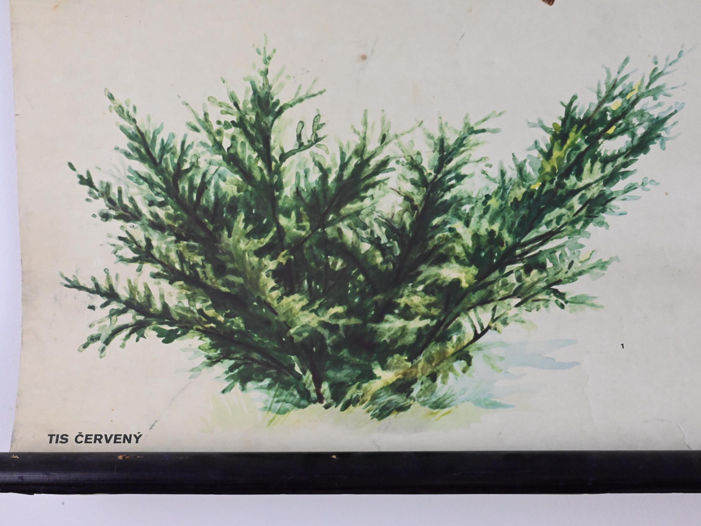 Botanical Wall Chart, Vintage Botany Chart, Yew Tree & Common Juniper ...