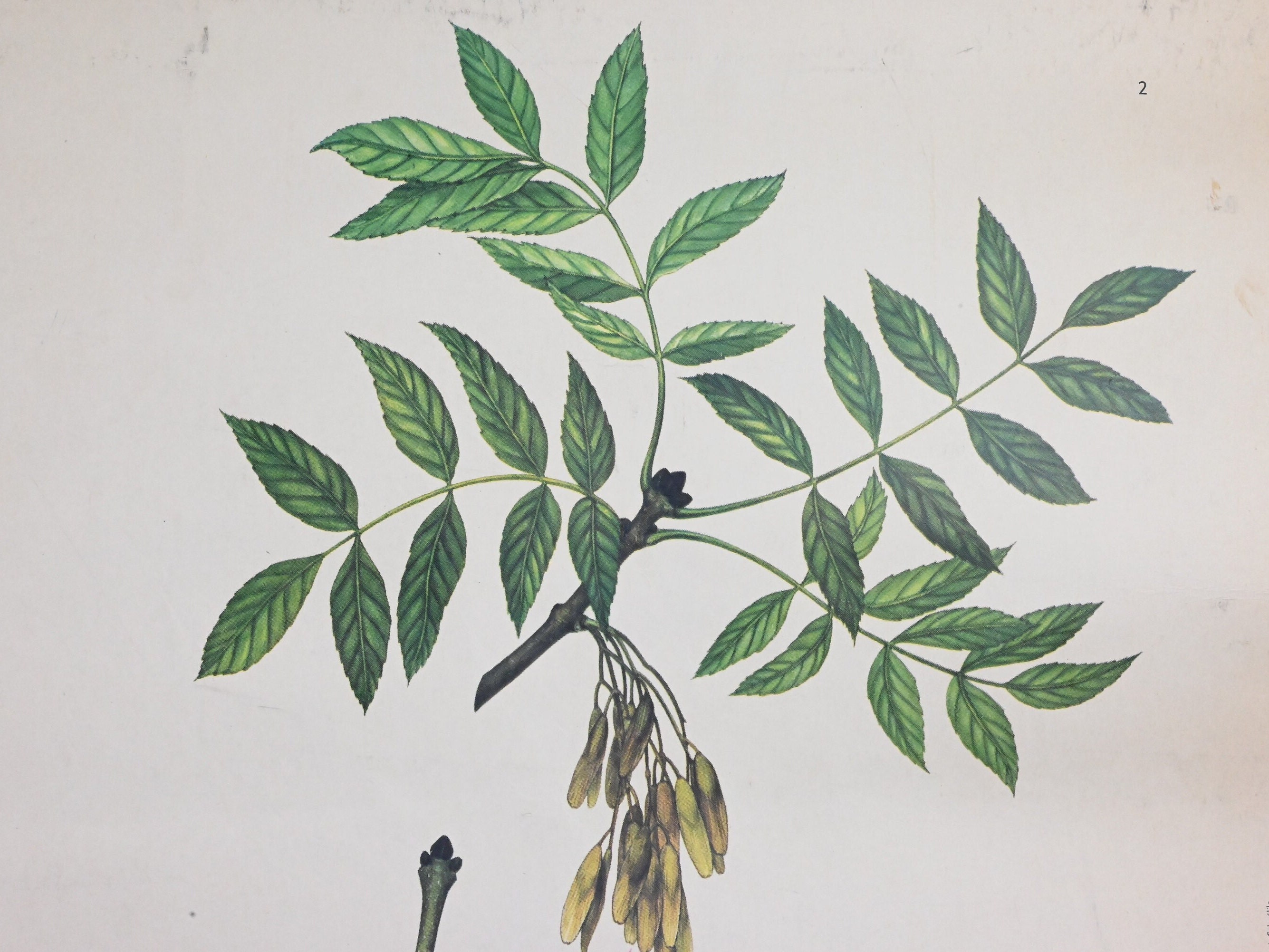 Botanical School Poster, School Pull Down Chart, Pull Down Chart ...