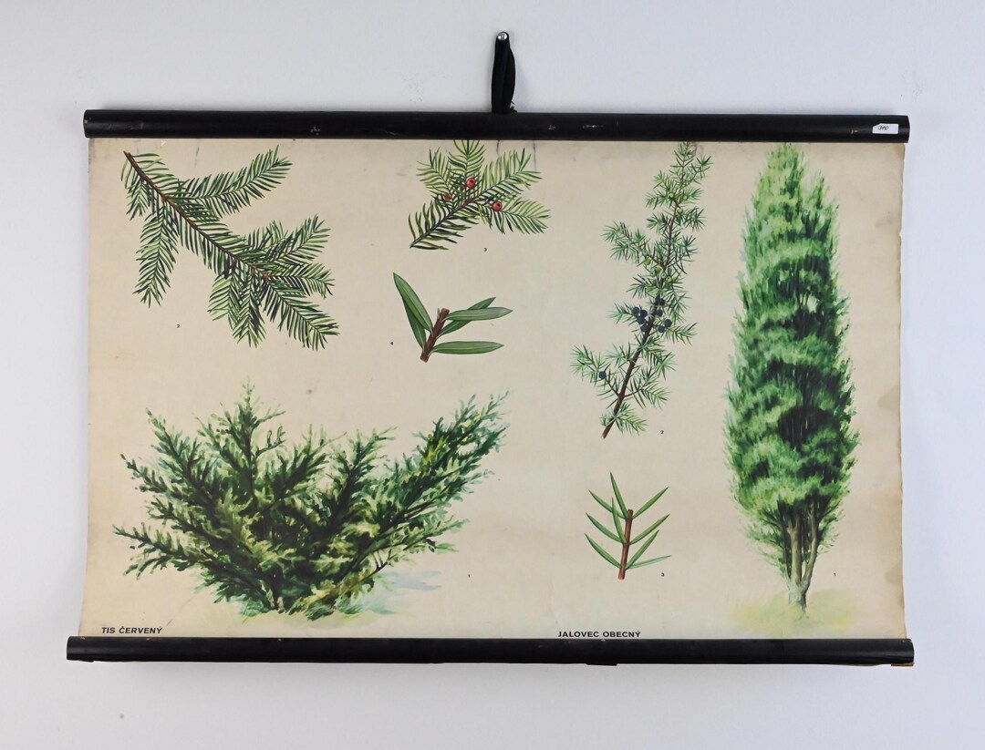 Botanical Wall Chart, Vintage Botany Chart, Yew Tree & Common Juniper ...