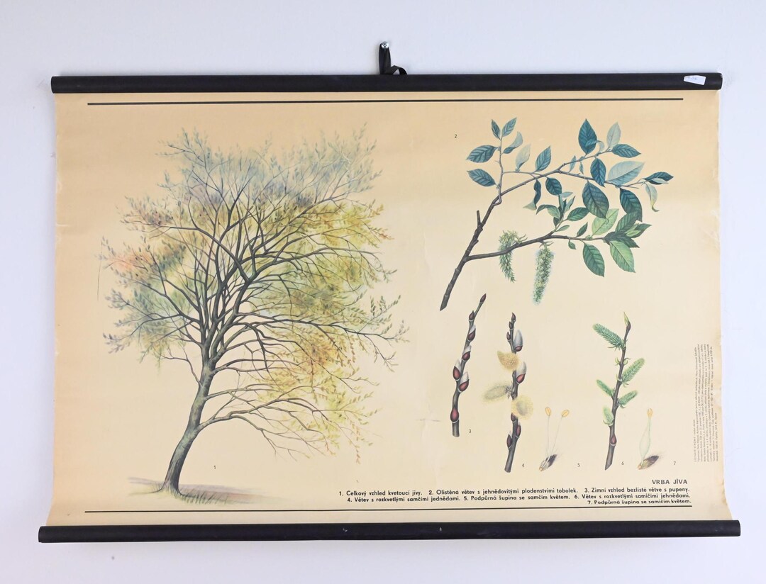 Vintage Czech Botanical School Chart, Czechoslovakian Educational Chart ...