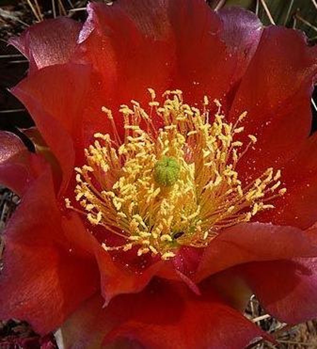 Opuntia, Derrill Pope Collection, Prickly Pear Cactus Large Rose Red ...