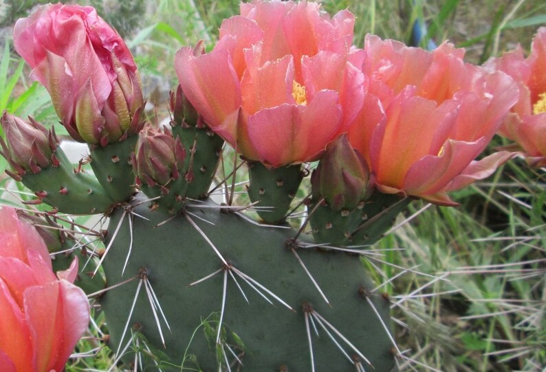 Hardy Cactus Prickly Pear-Opuntia Unique Plum Colored | Etsy