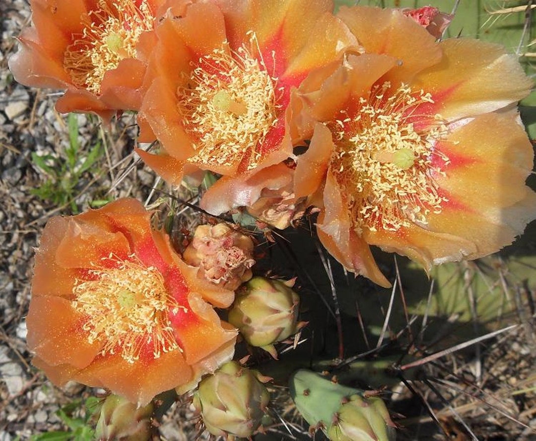 Winter Hardy Prickly Pear Opuntia Cactus Yellow Fade Orange Blossoms ...