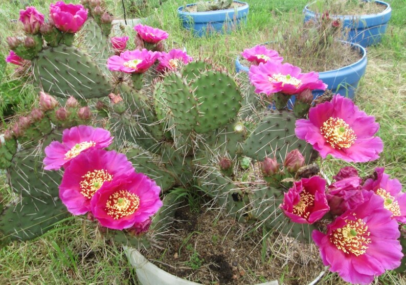 Prickly Pear Cactus, Large Magenta Blossoms, Var Purple Mesa!!! - Etsy