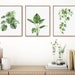 Botanical Print Set, Living Room Wall Art, Plant Posters, Leaf Prints ...