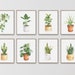 Botanical Print Set Living Room Wall Art Plant Poster Leaf - Etsy