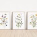 Wildflower Prints, Meadow Flowers, Watercolor Flowers, Wildflower ...