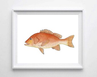 Red snapper | Etsy