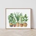 Botanical Print, Houseplant Painting, Plant Poster, Potted House Plant ...